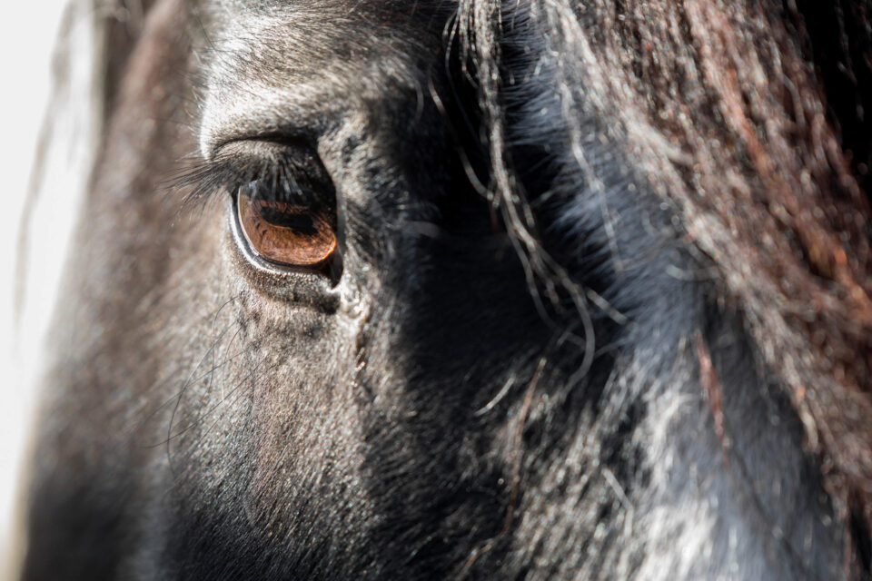 Dr. Barbara Weidinger - Für Tierbesitzer